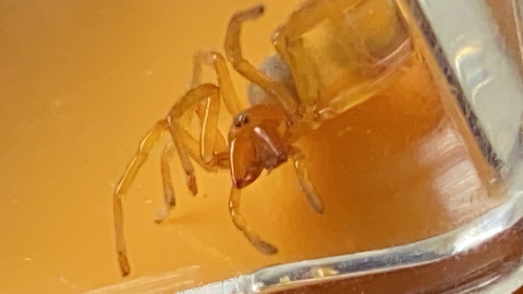 Woodlouse Spider from Colorado State University, Fort Collins, CO, US ...