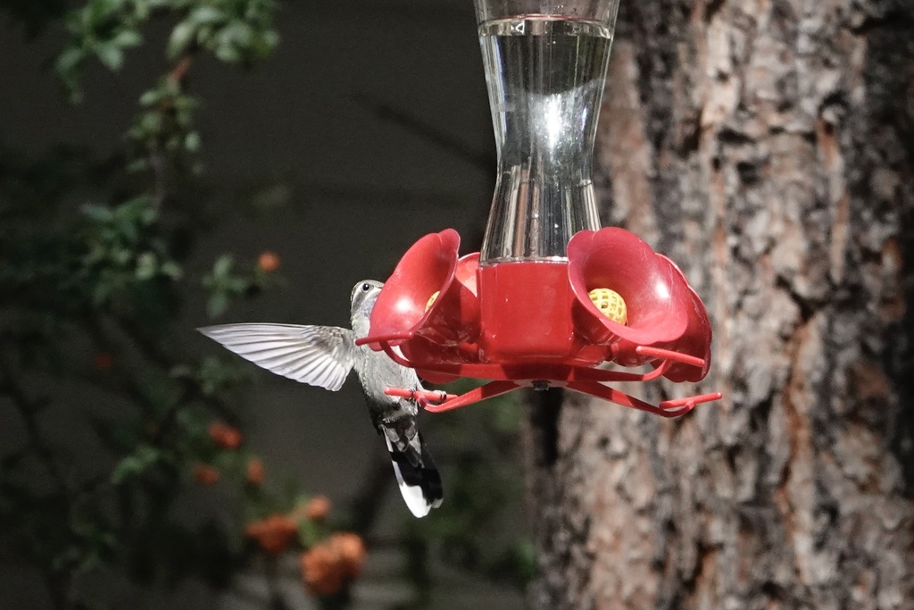 Blue-throated Mountain-gem in September 2023 by H.M. Hofling. Out of ...