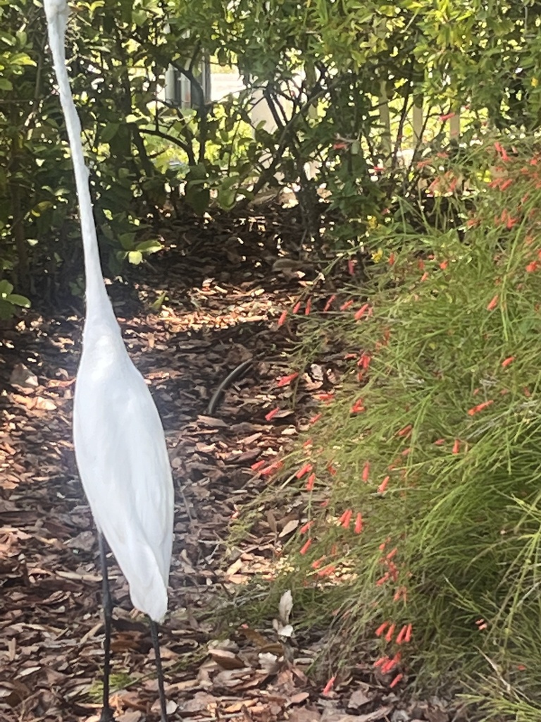 Great Egret from Bruce B Downs Blvd, Tampa, FL, US on August 23, 2023 ...