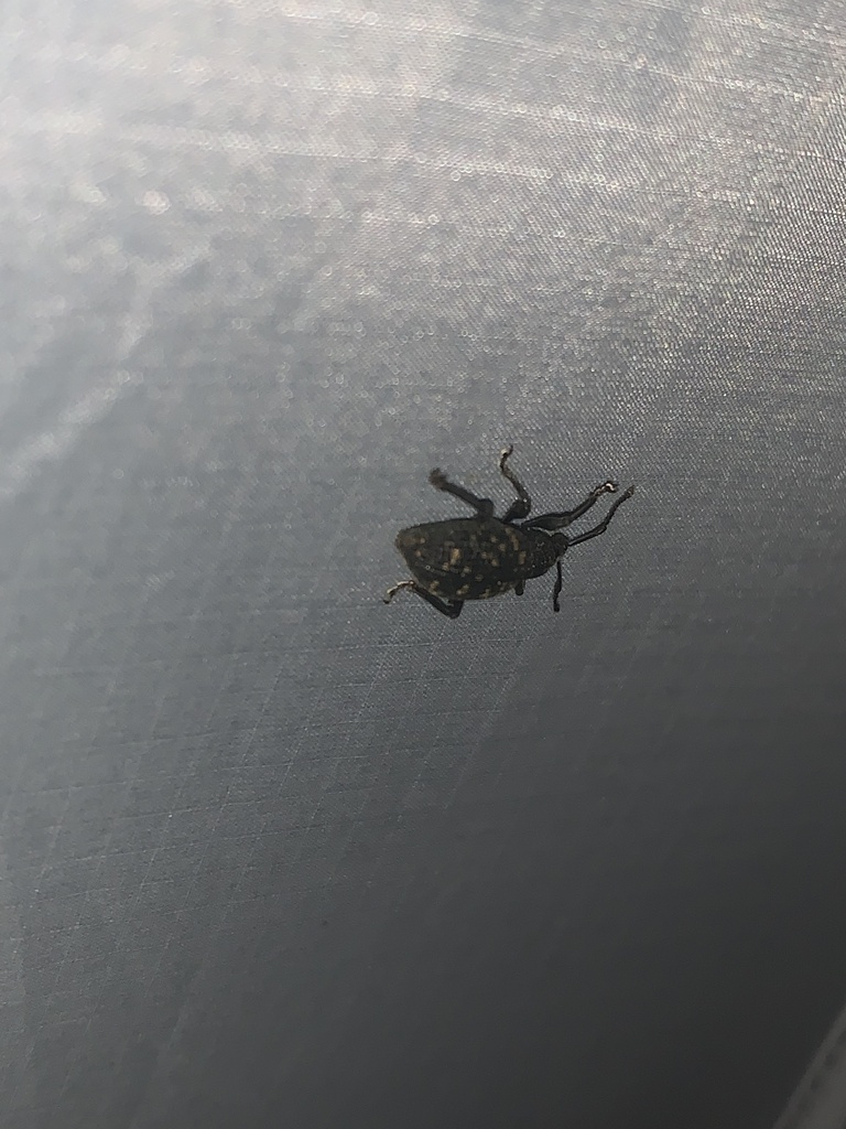 Black Vine Weevil from Acadia National Park, Southwest Harbor, ME, US ...