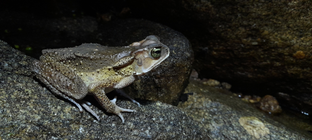 Sulawesian Toad from Balukang II, Kec. Sojol, Kabupaten Donggala ...