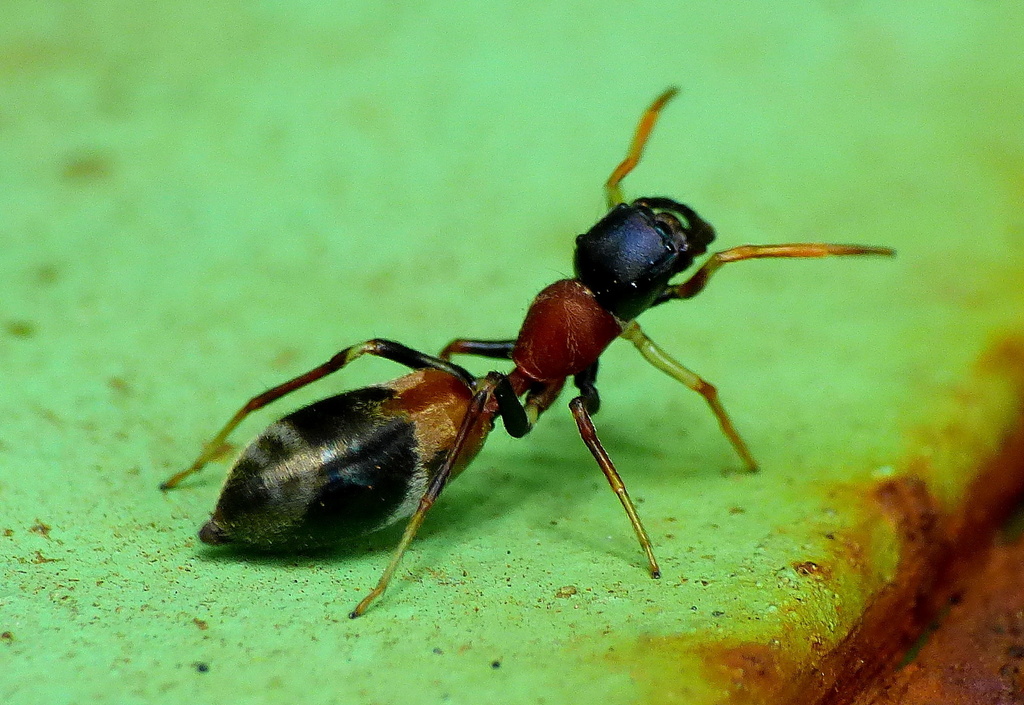 Bicolor Ant Mimick Jumping Spider in September 2023 by K S Gopi Sundar ...