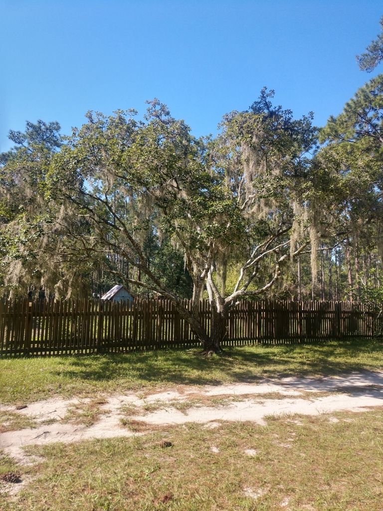 Tassel Tree from Gainesville, FL, USA on September 7, 2023 at 10:31 AM ...