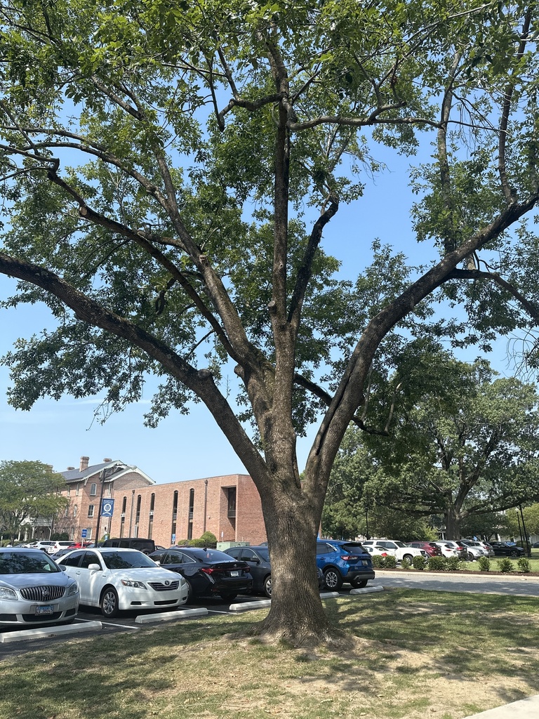 Chinese Tallow from Hampton University, Hampton, VA, US on September 7 ...