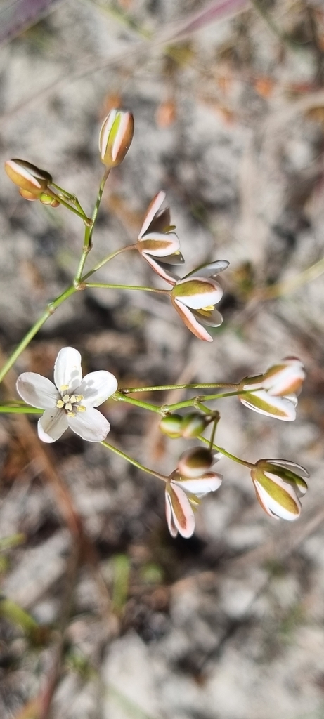 Drought Spookasem from Cape Farms, Cape Town, South Africa on September ...