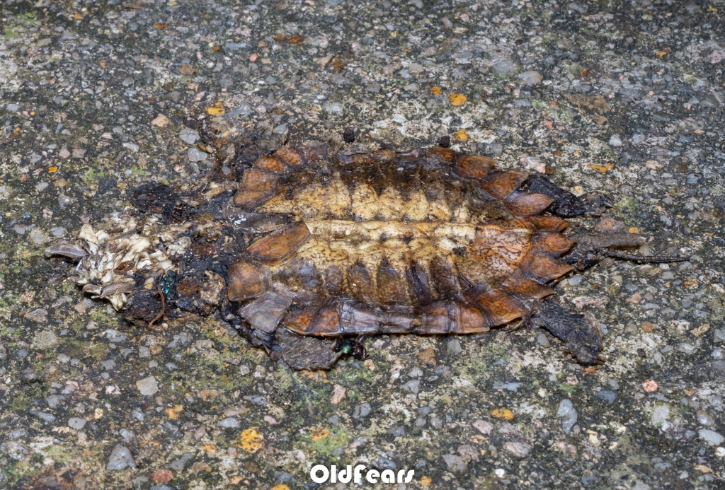 Jagged-shelled Turtle in September 2023 by oldfears · iNaturalist