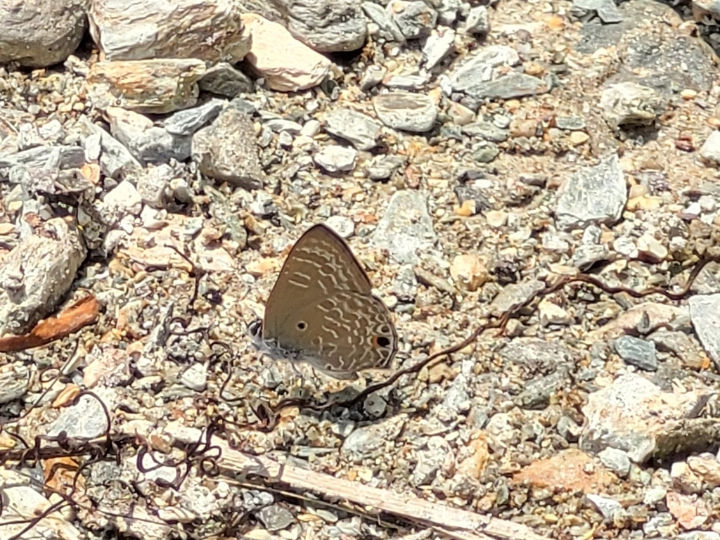 Pointed Ciliate Blue from XCVG+WQ7, Rambi Bazar D.I.F., Durbindara ...