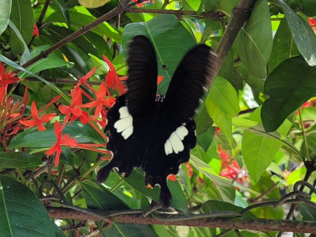 Papilio chaon from XCVG+WQ7, Rambi Bazar D.I.F., Durbindara, West ...