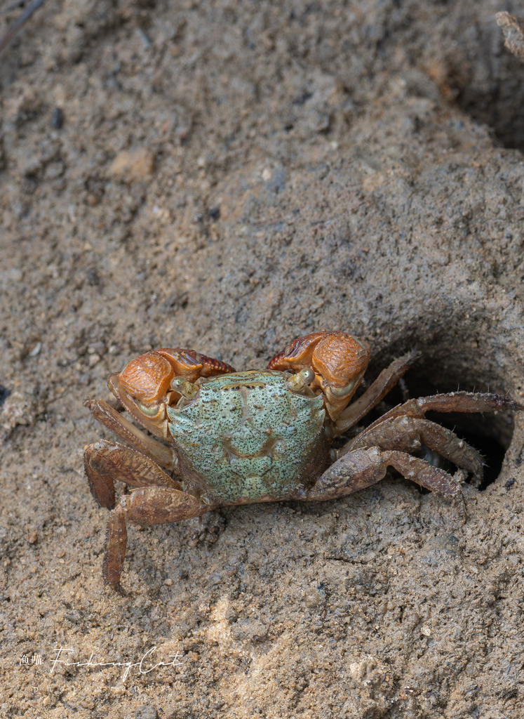 Parasesarma continentale from Zhanjiang, CN-GD, CN on August 21, 2023 ...