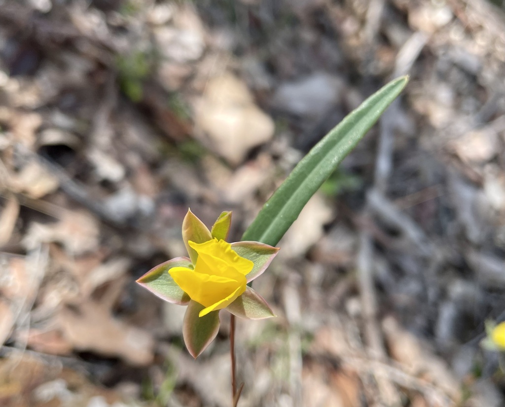Hibbertia cunninghamii from Jarrahwood State Forest, Barrabup, WA, AU ...