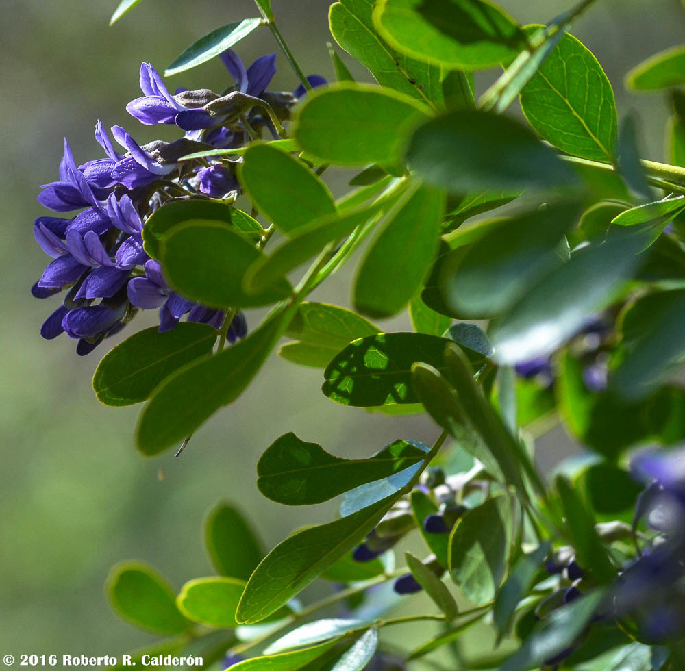 Texas mountain laurel from Avondale Park, Denton, Texas on March 13 ...