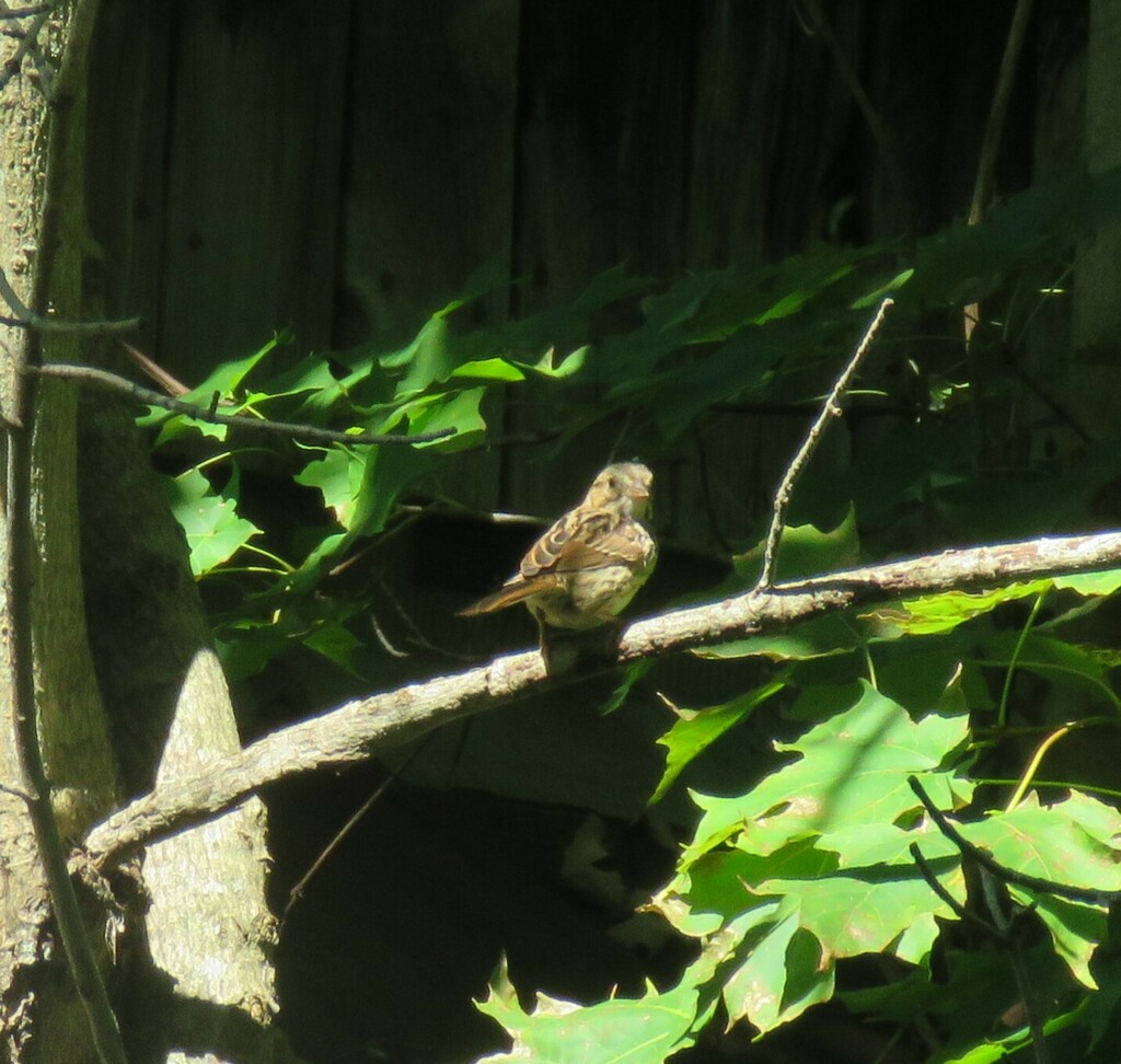 Swamp Sparrow from 431 E Rd, Milton, VT 05468, USA on September 6, 2023 ...