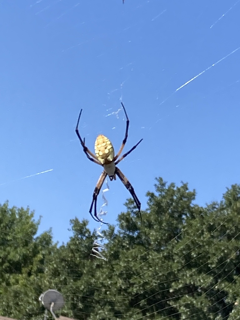 Yellow Garden Spider from Dorothy Ln, Rowlett, TX, US on September 7 ...