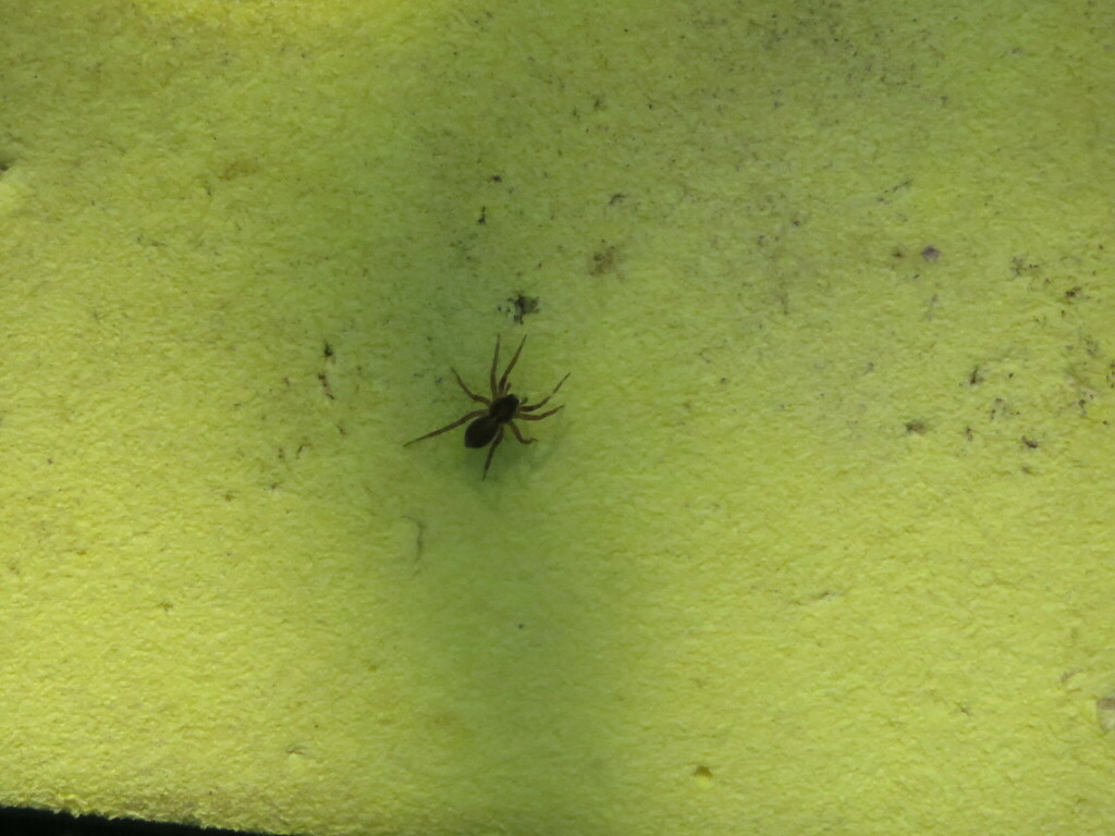 Wolf Spiders and Allies from 431 E Rd, Milton, VT 05468, USA on ...