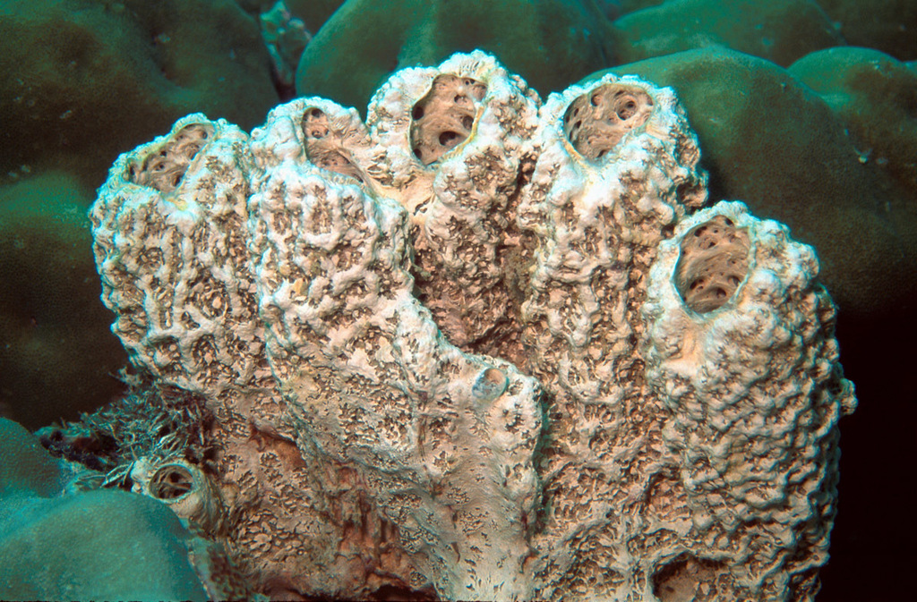 Liosina paradoxa from Pohnpei, Micronesia on January 16, 2007 by uwkwaj ...