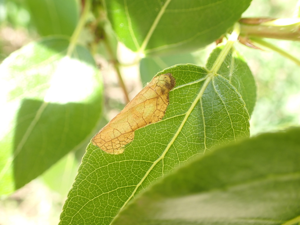 Winged and Once-winged Insects from Southwest Calgary, Calgary, AB ...