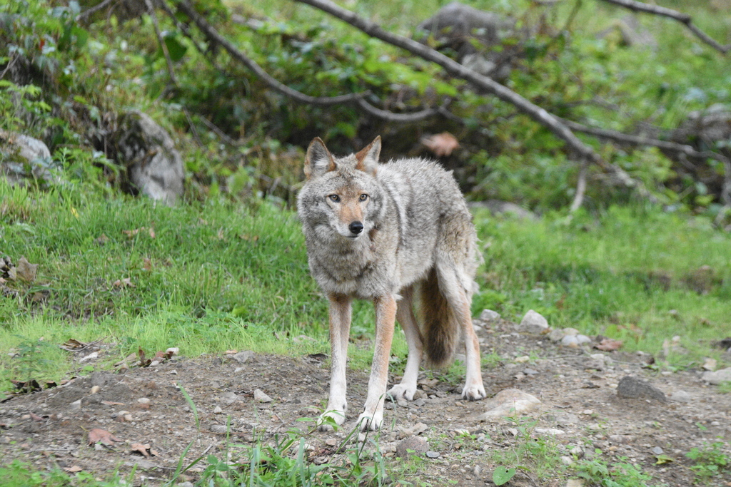 Coyote from Outaouais, QC, Canada on July 20, 2023 at 08:56 PM by ...