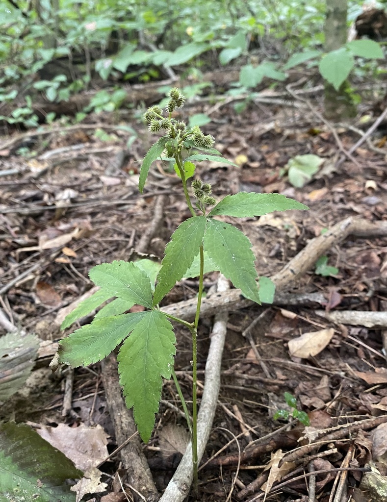 Black Snakeroot in September 2023 by stockslager · iNaturalist
