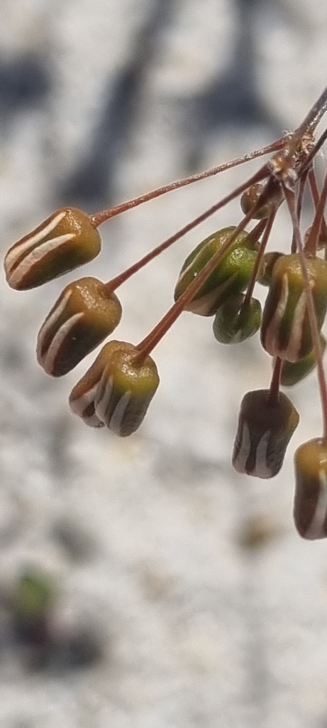 Aniseed Spookasem from Cape Farms, Cape Town, South Africa on September ...