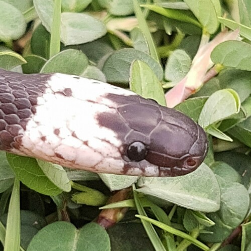 Coffee Snakes (Ninia) - Snakes and Lizards