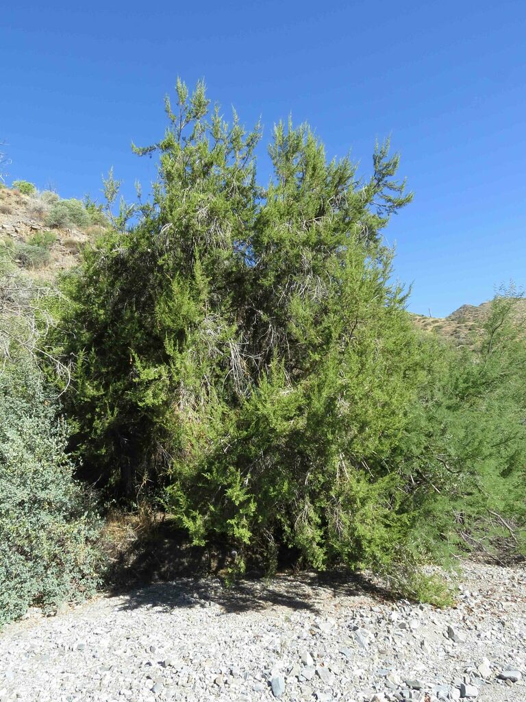 redberry juniper from Rackensack Canyon, Tonto NF, Maricopa, AZ, US on ...