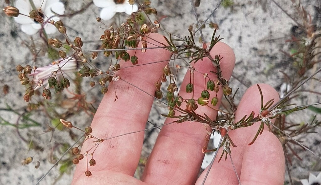 Aniseed Spookasem from Parklands Fynbos Corridor, Cape Town, South ...