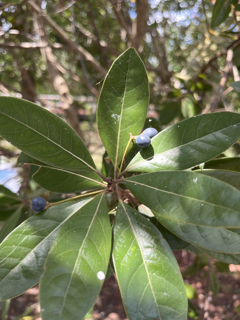 Swamp Bay from Thomas B. Mack Park, Lakeland, FL, US on September 7 ...