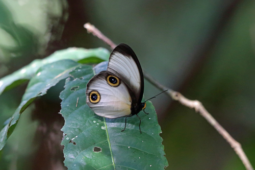 Taenaris cyclops · iNaturalist United Kingdom