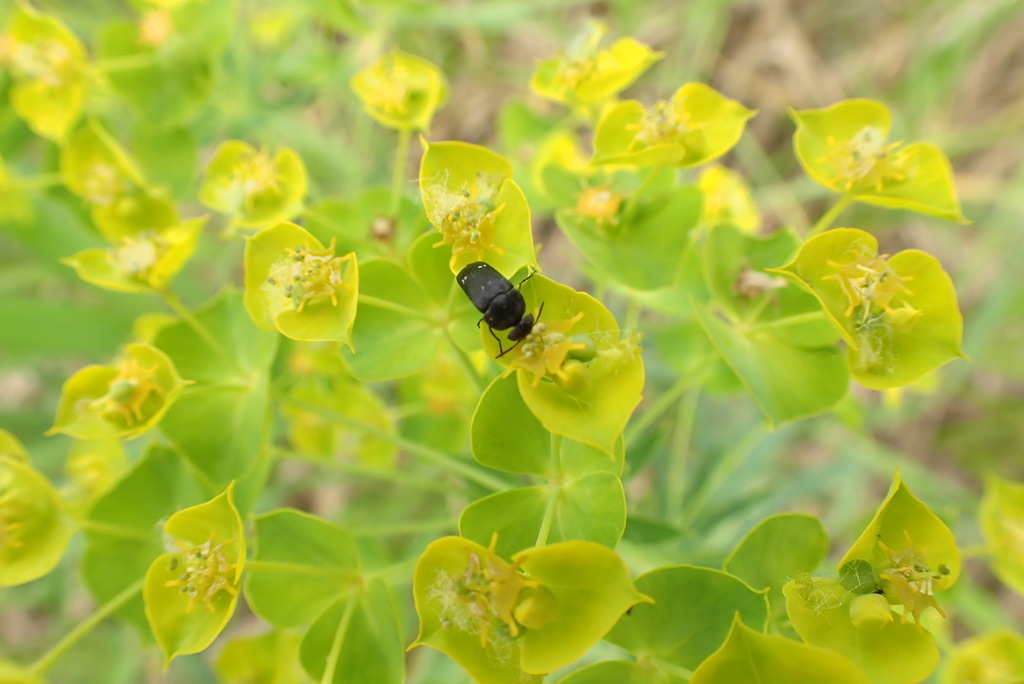 Beetles from Southwest Calgary, Calgary, AB, Canada on June 10, 2023 at ...