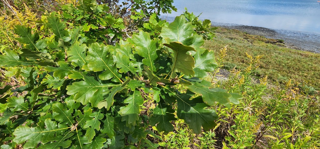 Oregon oak from Crescent Beach, Surrey, BC V4A, Canada on September 4 ...