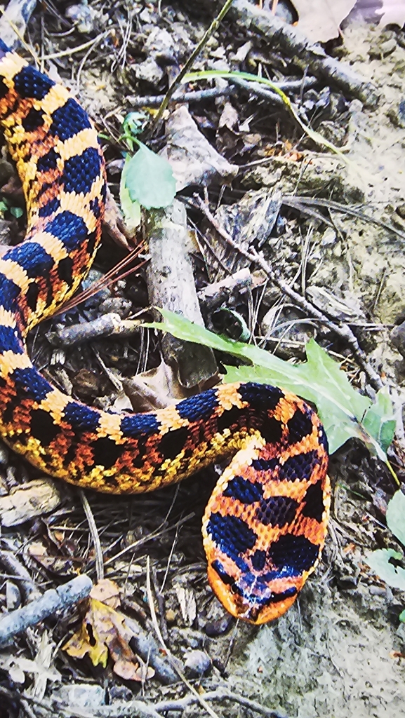 Eastern Hognose Snake from Rowe Visitor Center, Milford, OH 45150, USA ...