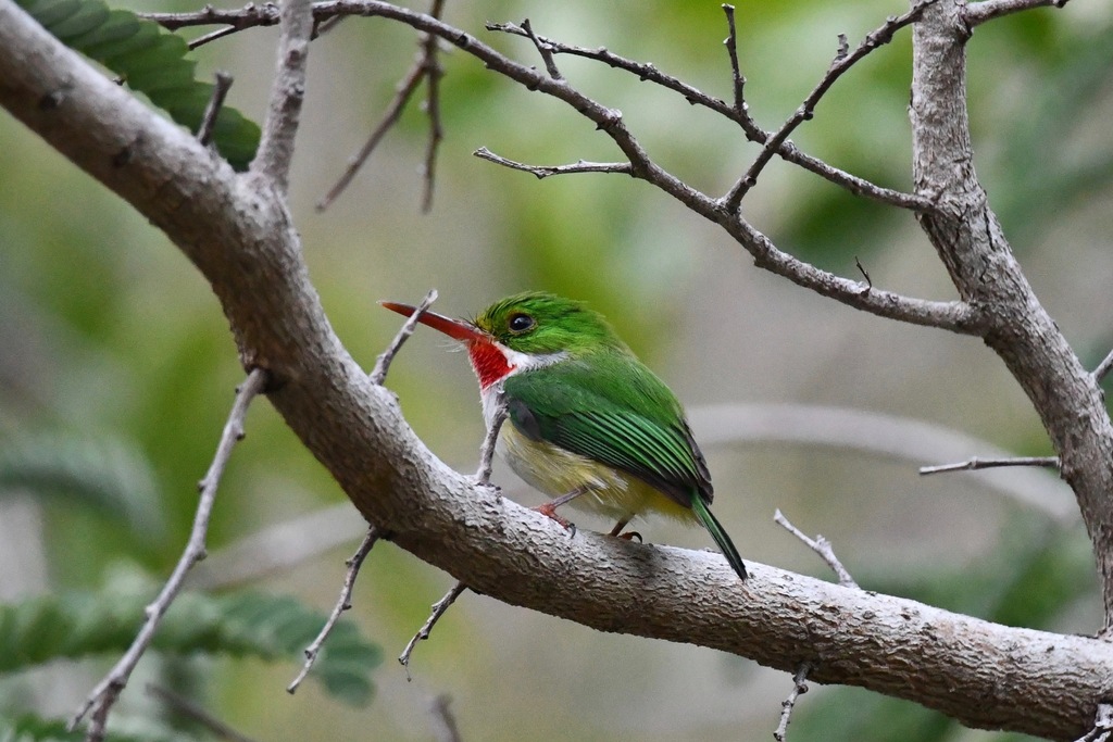 Puerto Rican Tody from Susúa Baja, Guánica 00653, Puerto Rico on ...