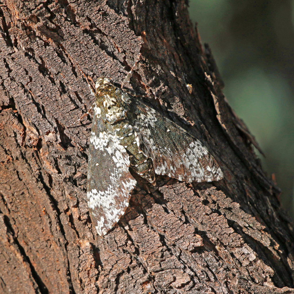 Rustic Sphinx from Canoa Ranch, AZ, USA on September 4, 2023 at 09:23 ...