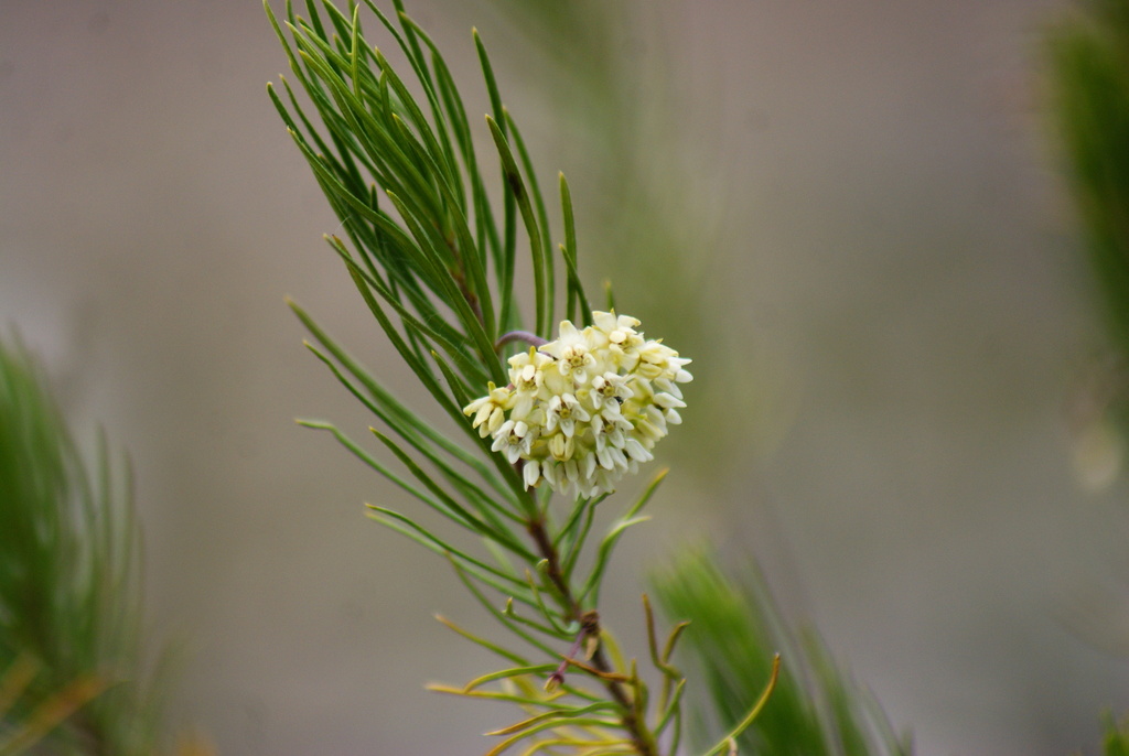 Pinillo desde Arteaga, Coah., México el 10 de septiembre de 2011 a las ...
