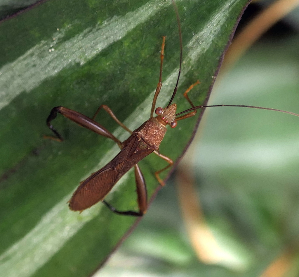 Alydinae from Zona rural de Paudalho - Pernambuco on September 2, 2023 ...