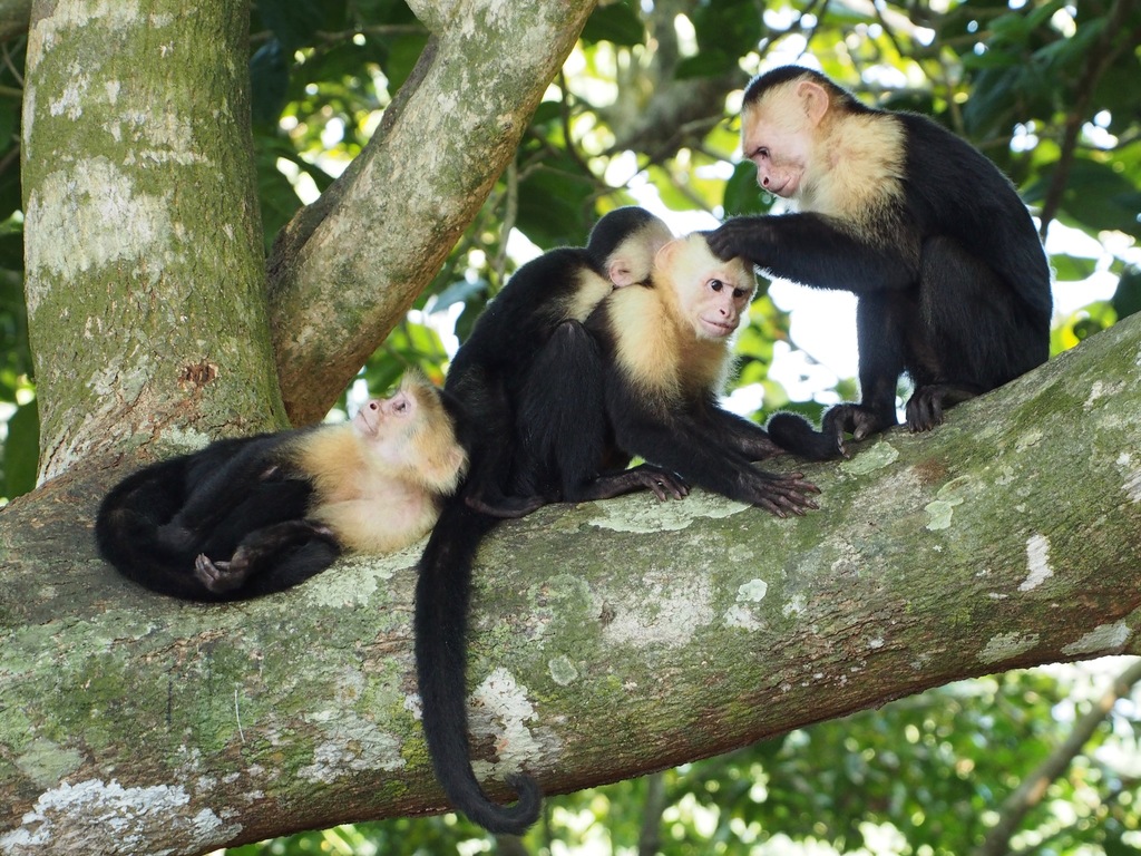 New World Monkeys (Platyrrhini) - Know Your Mammals