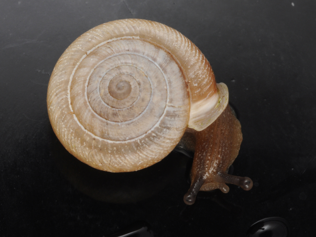 rockpile liptooth (Terrestrial Mollusks of Alabama) · iNaturalist