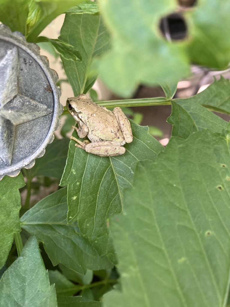 Northern Pacific Tree Frog from Brick Mill Rd, Ellensburg, WA, US on ...