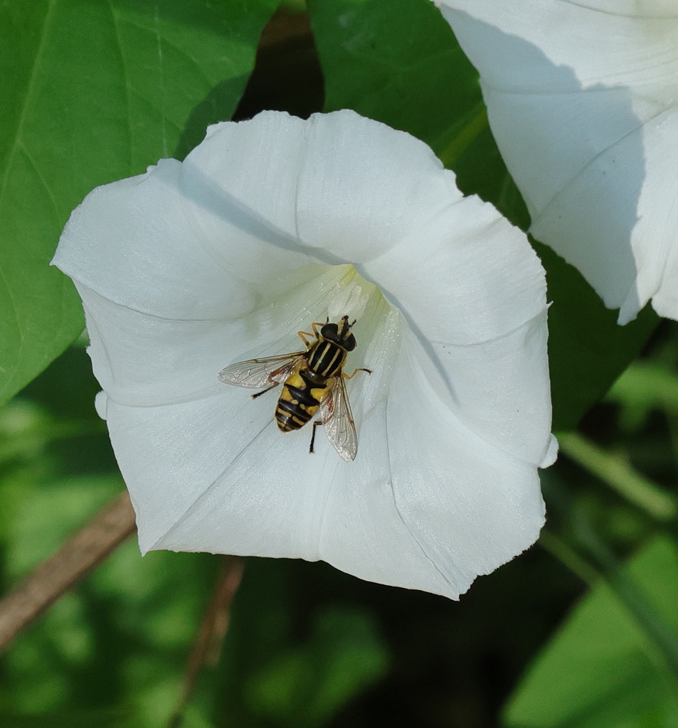 Sun Fly from Gonfreville-l'Orcher, France on September 7, 2023 at 08:56 ...