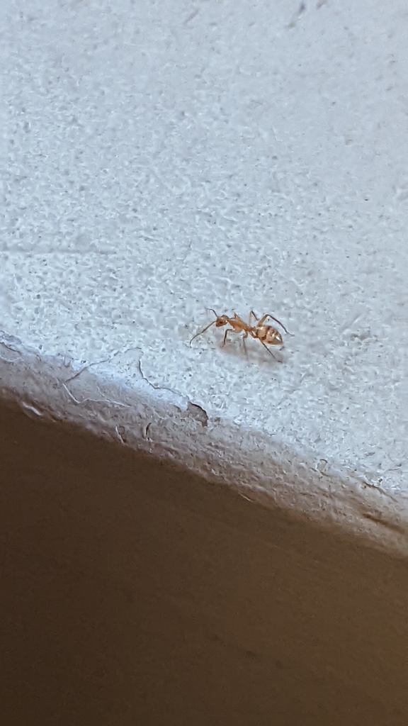 Hawaiian Carpenter Ant from Parking Structure, Honolulu, HI 96822, USA ...