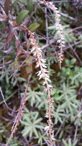 Bulbophyllum multiflorum · iNaturalist