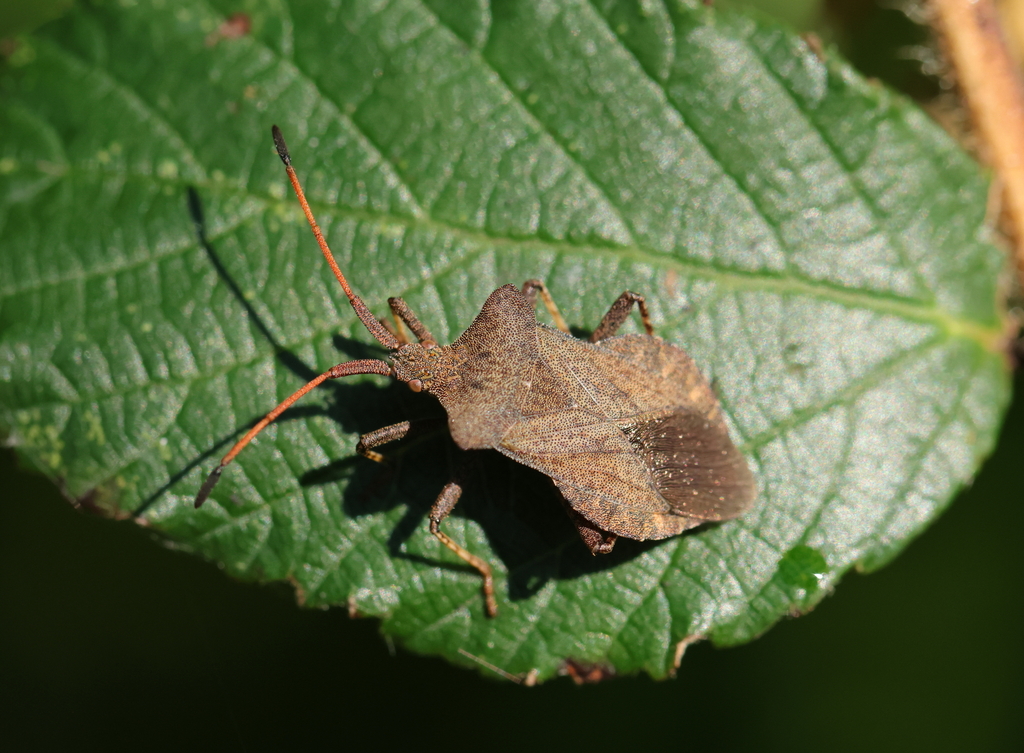 Dock Bug from Gonfreville-l'Orcher, France on September 7, 2023 at 09: ...