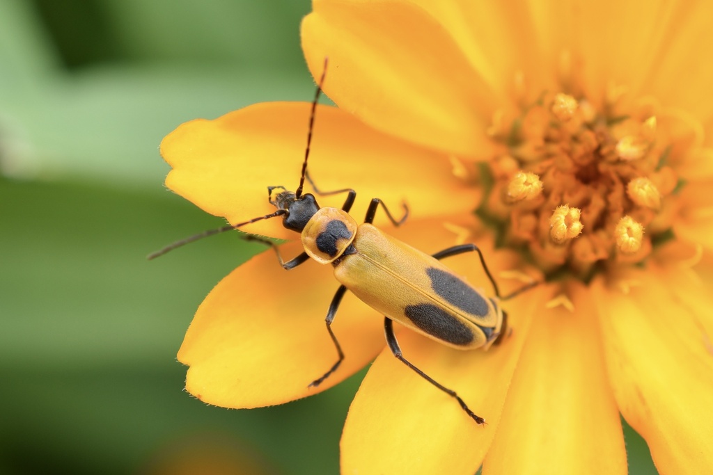 Goldenrod Soldier Beetle from Purdue University, West Lafayette, IN, US ...