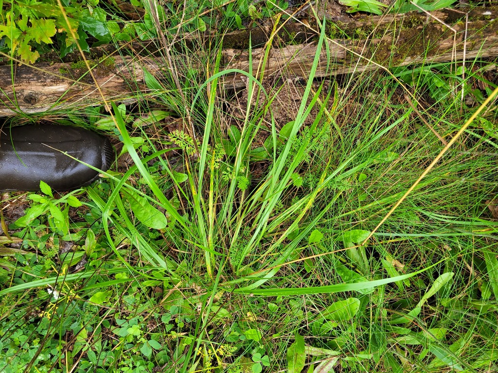 White-grained Mountain-ricegrass from Regional Municipality of Durham ...
