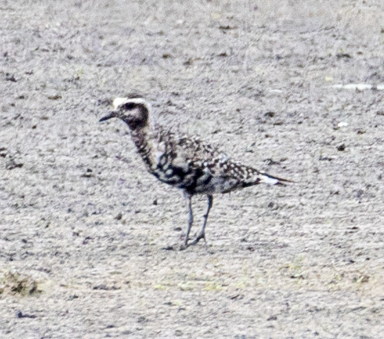 American Golden-Plover from Warren County, OH, USA on September 7, 2023 ...