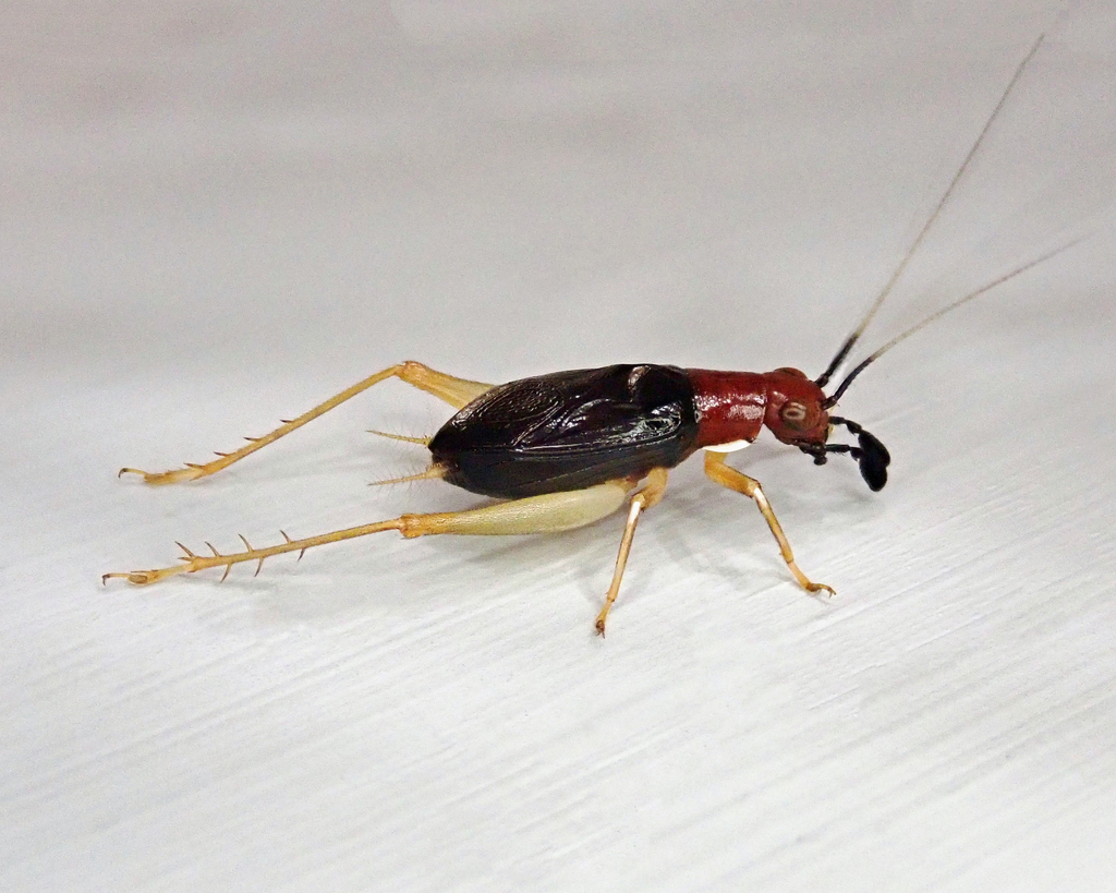 Red-headed Bush Cricket from Salem, NH 03079, USA on September 7, 2023 ...
