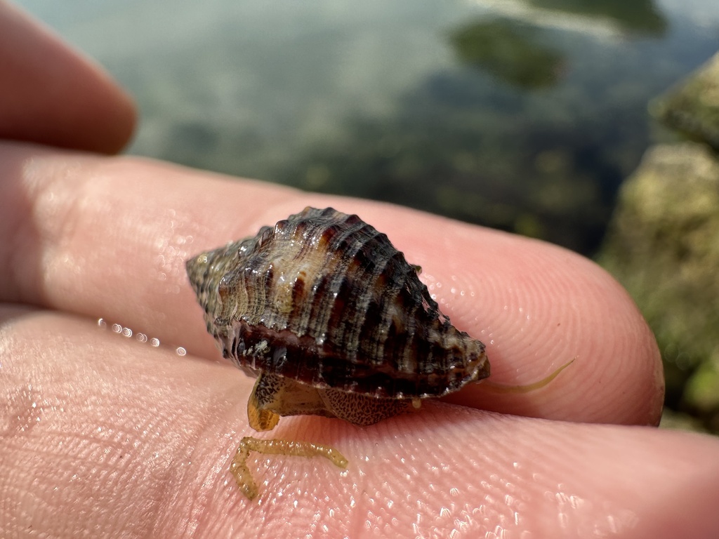 Tinted Cantharus from Normandy Isles, Miami Beach, FL 33141, USA on ...