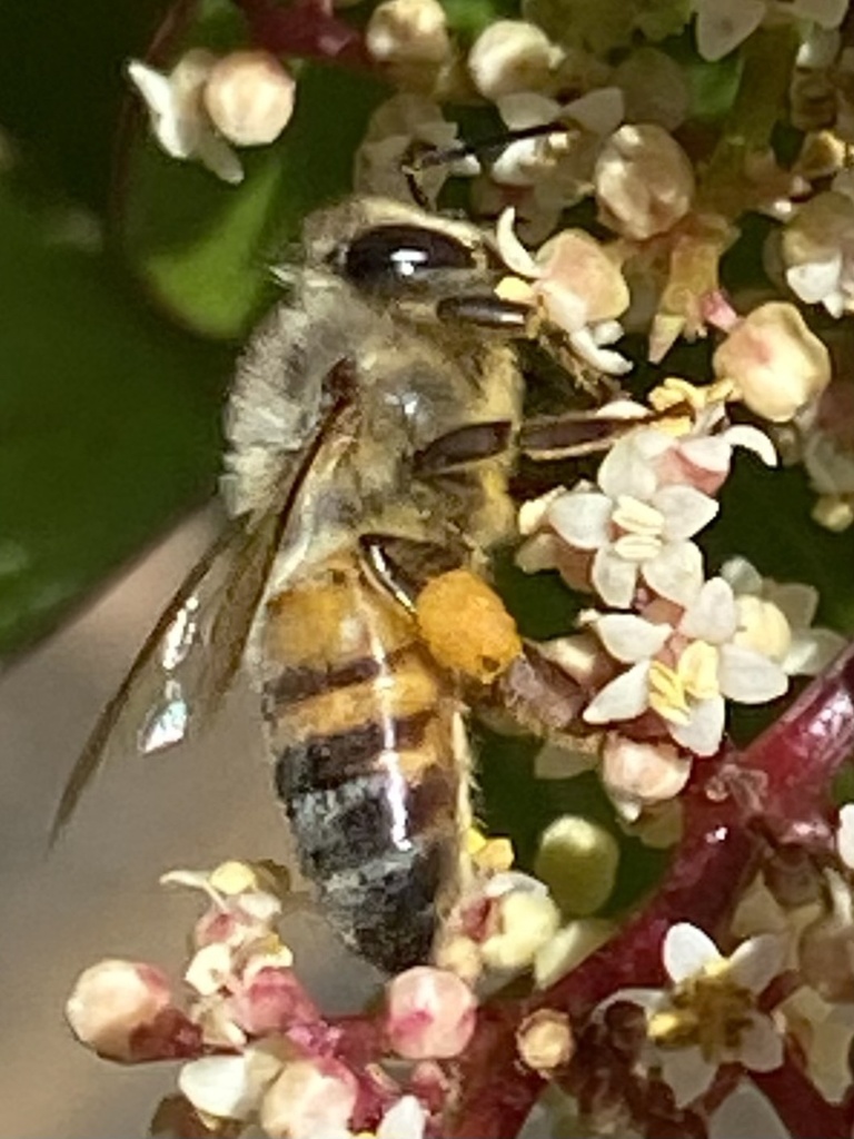 Western Honey Bee from Del Mar Scenic Pkwy, San Diego, CA, US on ...
