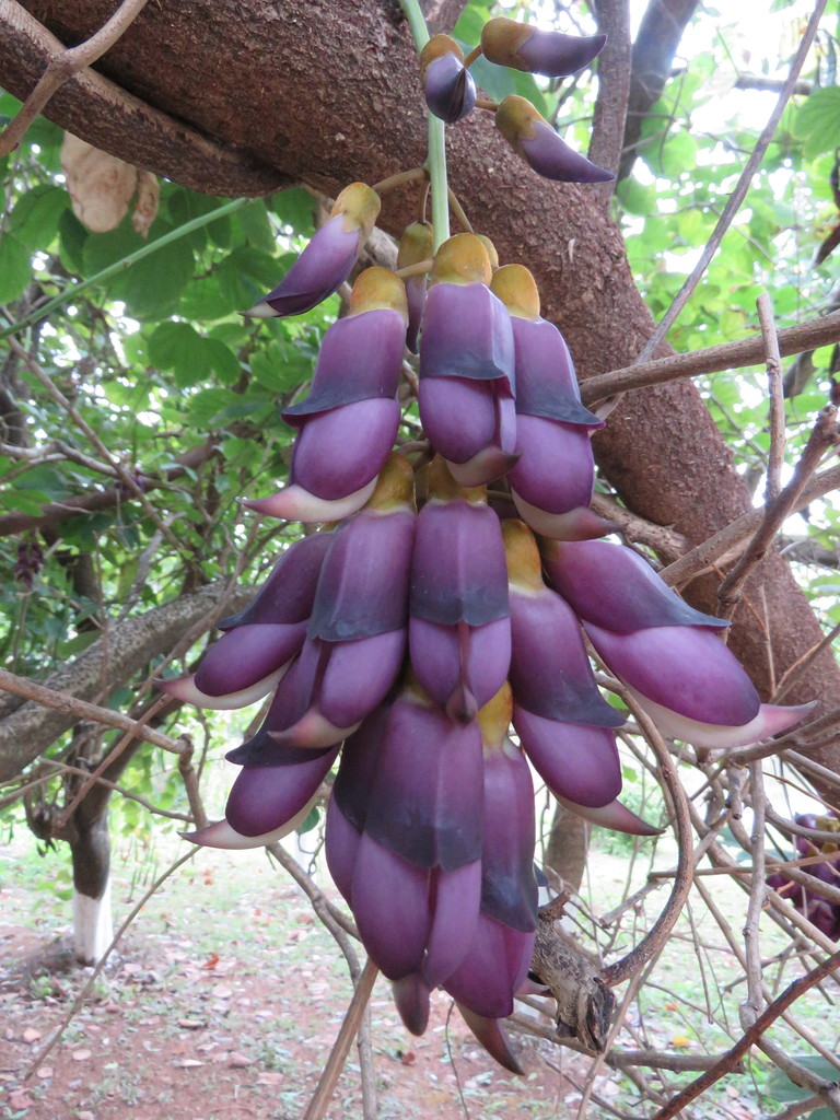 Mucuna sempervirens from Songshan Lake, Dongguan, China, 511700 on ...