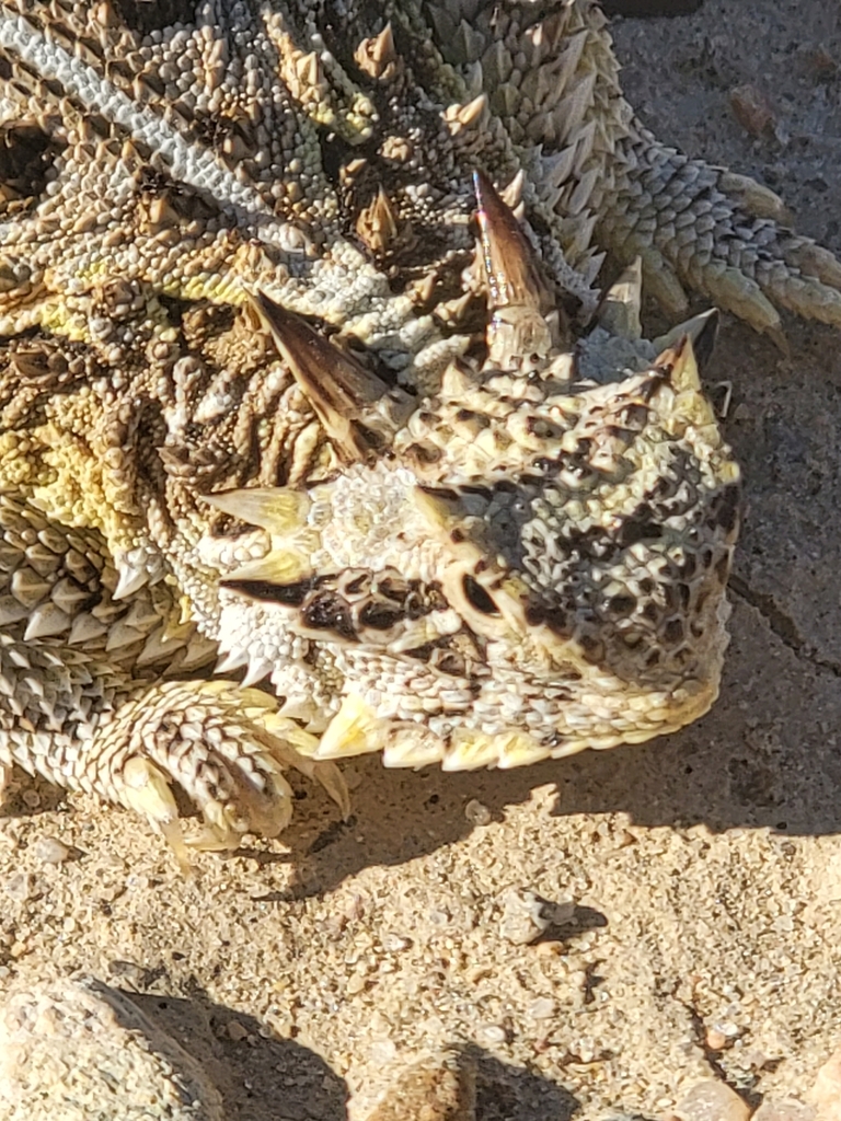 Texas Horned Lizard in September 2023 by Trevor Schuller · iNaturalist